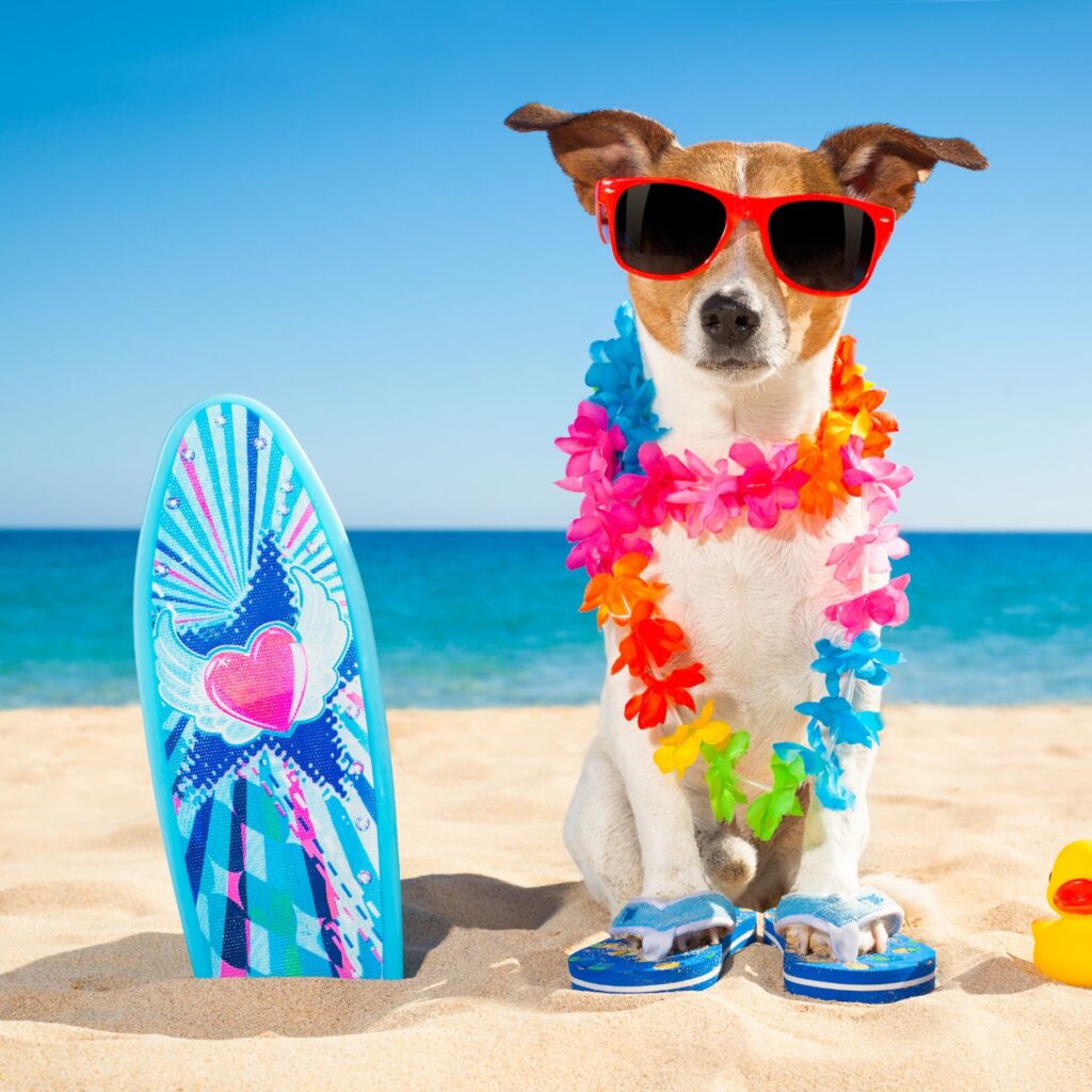 SVE ŠTO TREBA DA ZNATE PRE POLASKA NA ODMOR U CRNU GORU SA PSOM ...